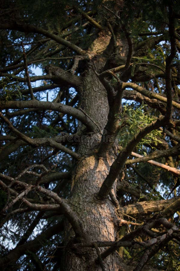 Portrait of Pine Tree with Multiple Branches. Sunlit Pine Tree in the ...