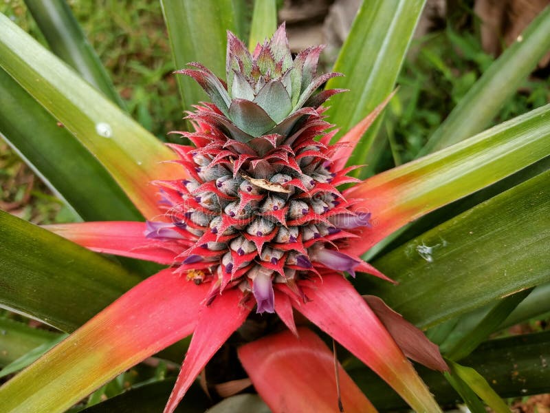 Portrait of a Pineapple Plant Growing in Red Stock Photo - Image of ...