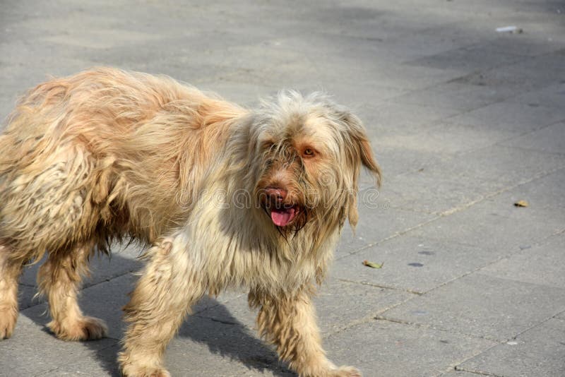 Portrait of a Pitiful Sad and Dirty Stray Dog Stock Photo - Image of ...