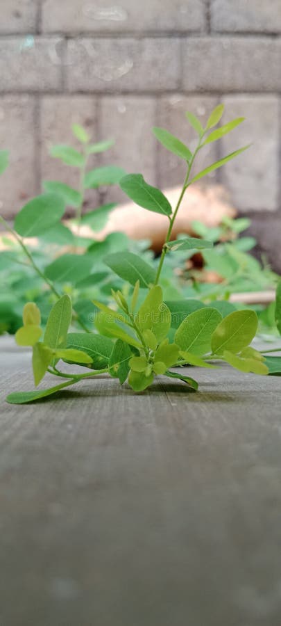A Portrait of a Plant Growing on the Edge of a Wall with an Upper Angel ...