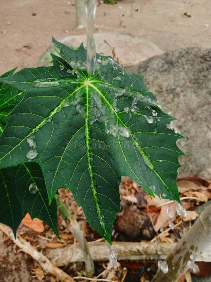 Portrait of Plant Leaves Being Doused with Water Stock Image - Image of ...