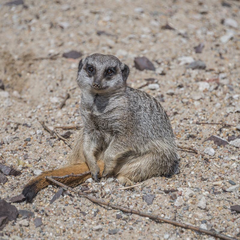 Portrait of Playful and Curious Suricates in a Small Open Resort Stock ...