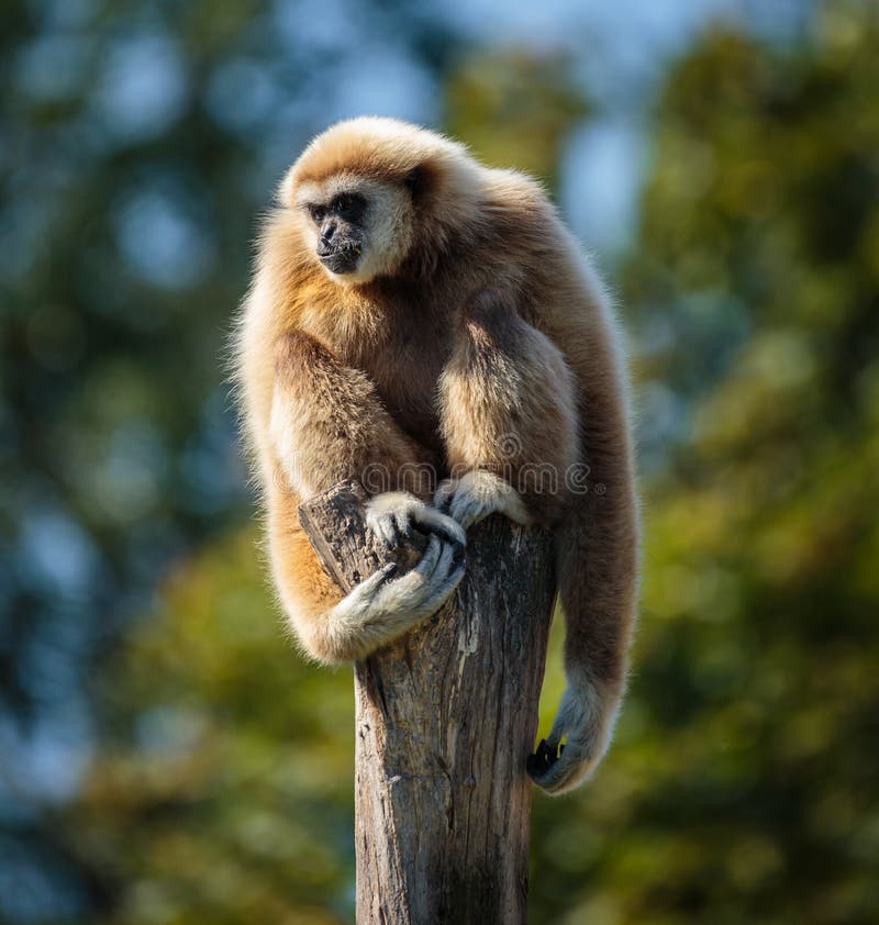 Gibbon monkey stock image. Image of recreation, wild - 85258189