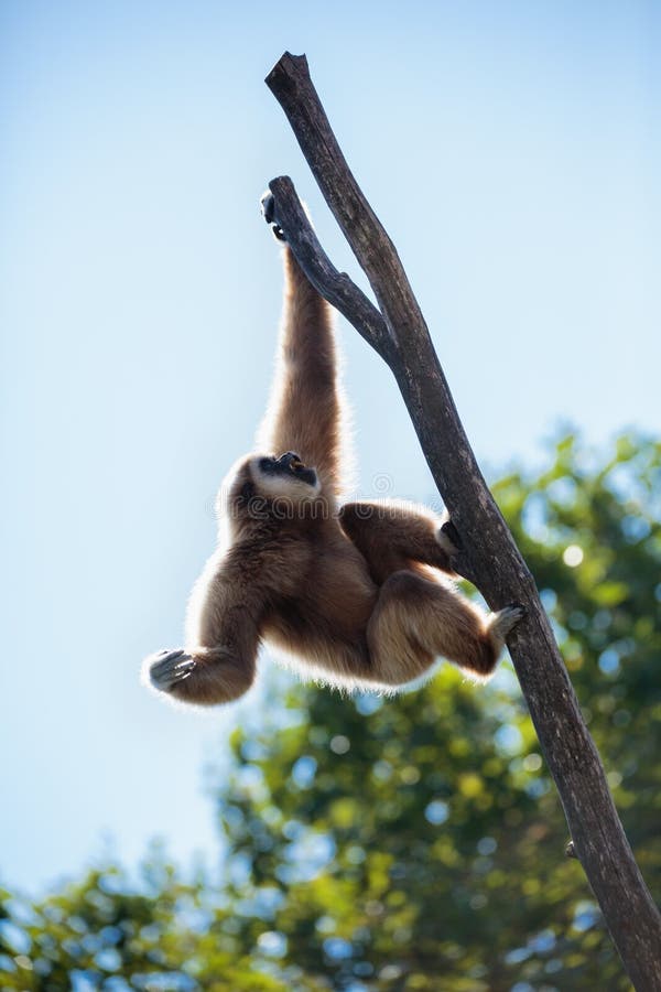 314 Playful Gibbon Stock Photos - Free & Royalty-Free Stock Photos from ...