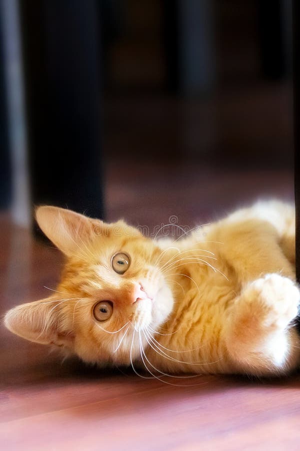 Portrait of Playful Ginger Cat Lying, Play Time Stock Image - Image of ...