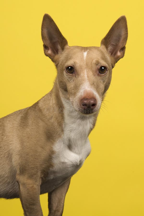 Podenco Maneto Looking At The Camera With Ears Up On A Yellow ...