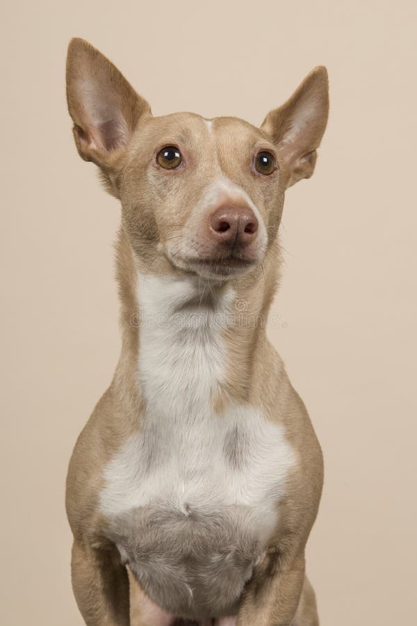 Portrait of a Podenco Maneto Looking Up on a Sand Colored Background ...