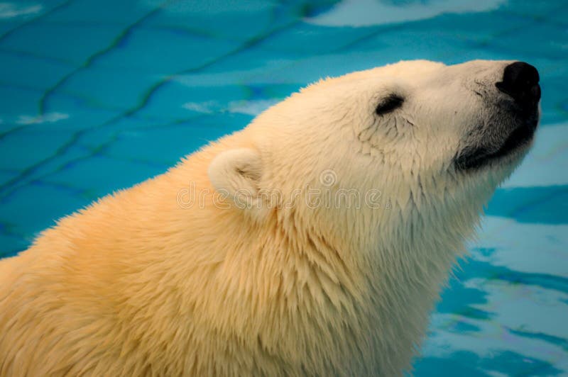Portrait of a Polar Bear in a Pool Stock Photo - Image of polar, mammal ...