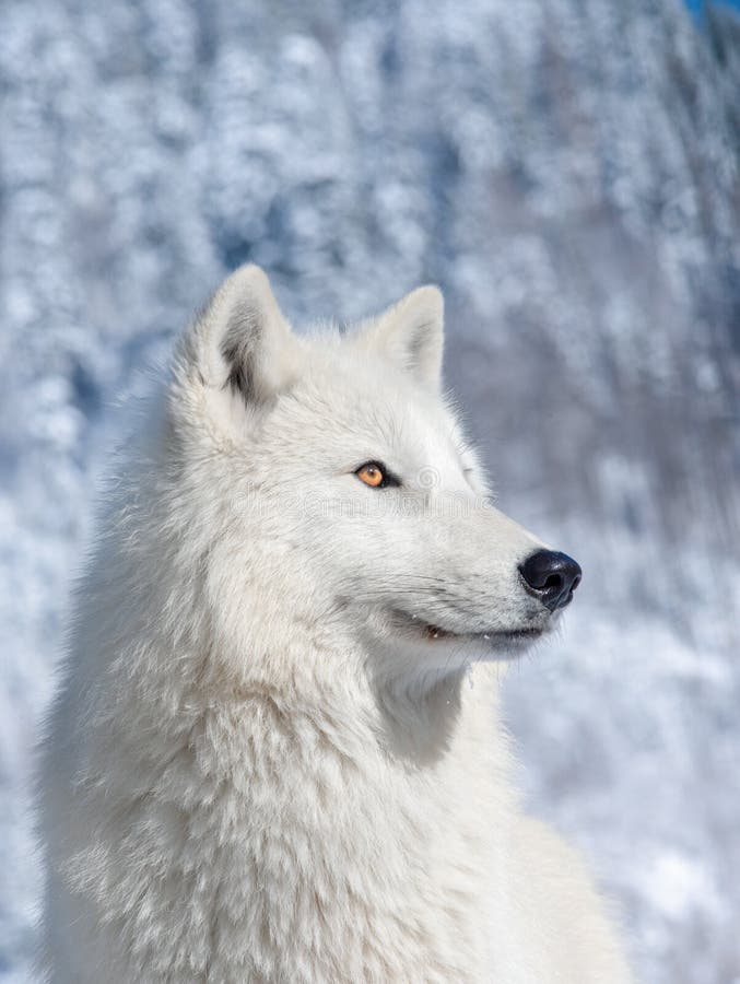 Portrait of a Polar Wolf on a Background of Forest Stock Photo - Image ...