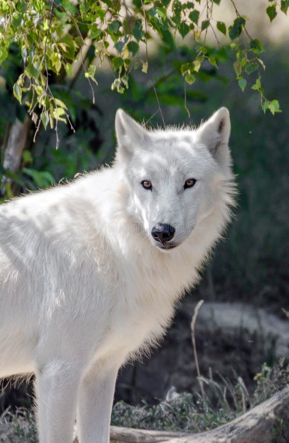 Wild Arctic Wolf Close Up. Animals In Wildlife. Polar Wolf Or White ...