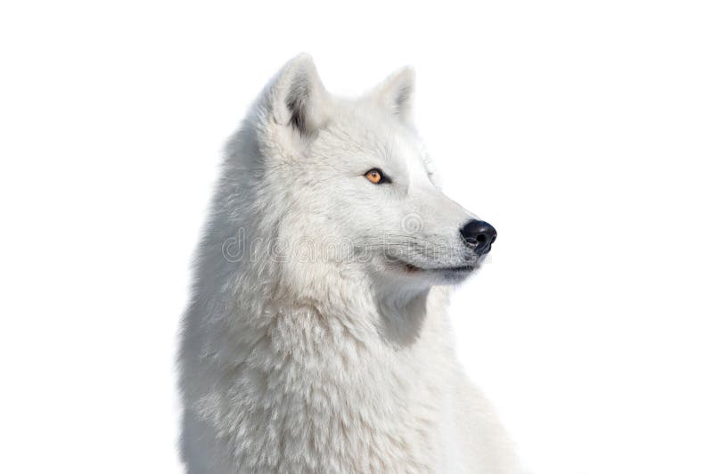 Polar Wolf on White stock photo. Image of white, canine - 68424670