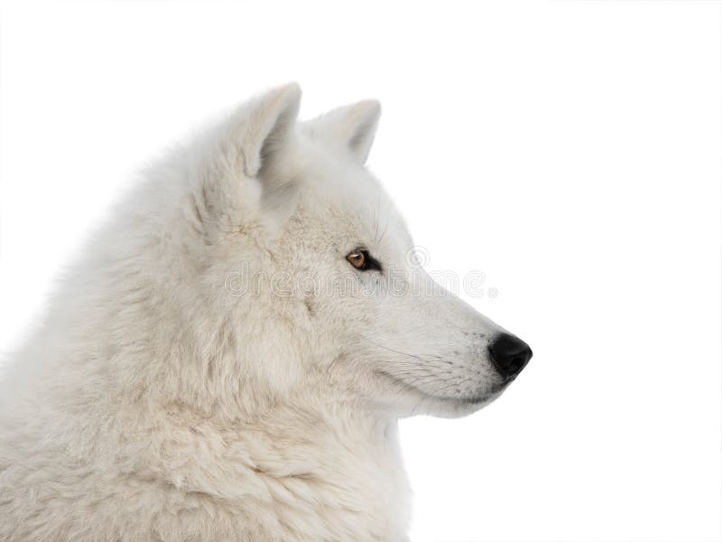 295 Closeup Wolf Head Profile Stock Photos - Free & Royalty-Free Stock ...