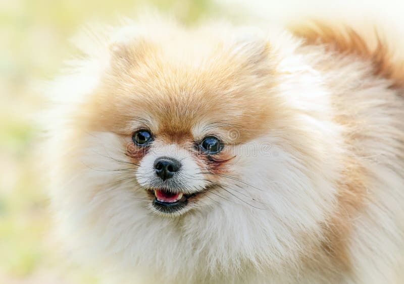 209 Shpitz Stock Photos - Free & Royalty-Free Stock Photos from Dreamstime