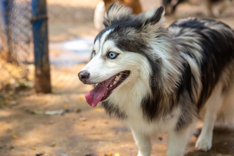 Portrait of a Pomsky with Blue Eyes Playing Outdoors Stock Photo ...