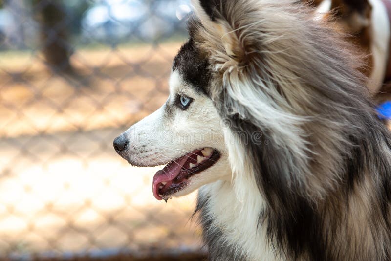 Portrait of a Pomsky with Blue Eyes Playing Outdoors Stock Photo ...