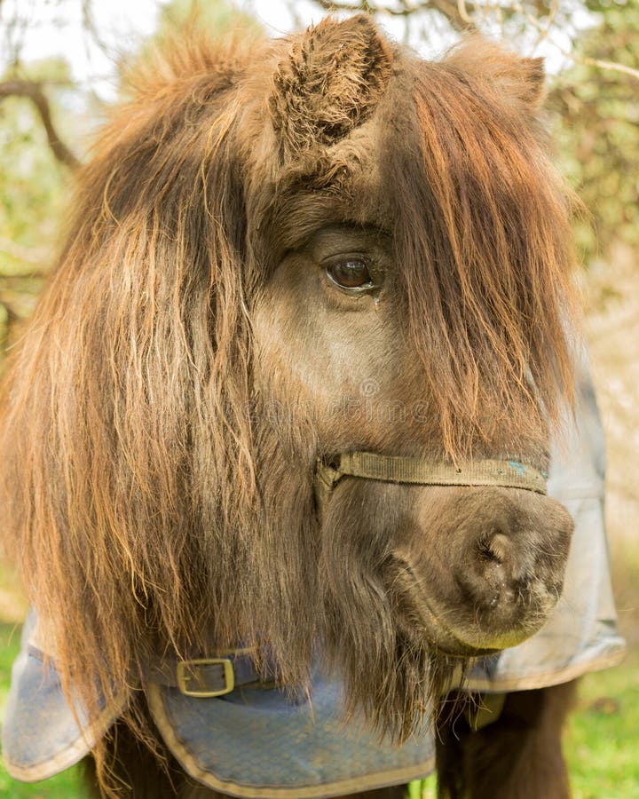 Portrait of a pony stock image. Image of animals, animal - 58260933