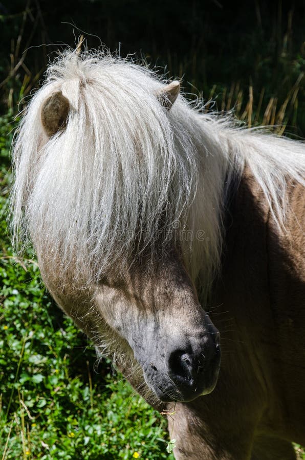 Portrait of a pony stock photo. Image of ponies, horse - 44370436