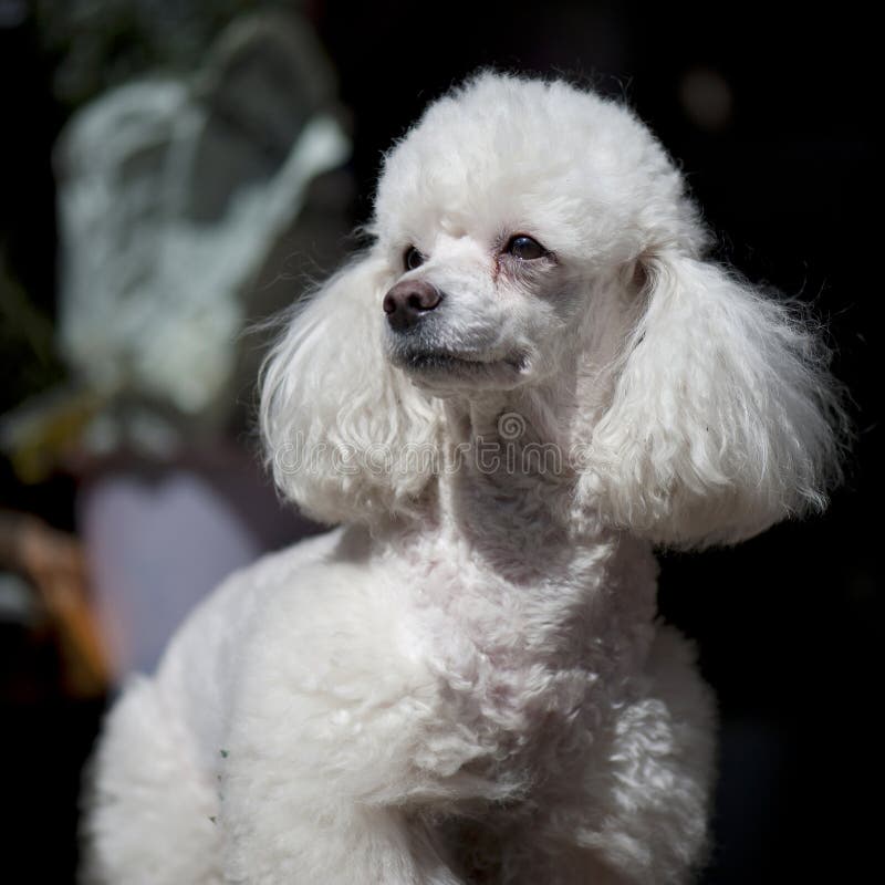 Portrait of poodle stock photo. Image of white, loved - 18688286