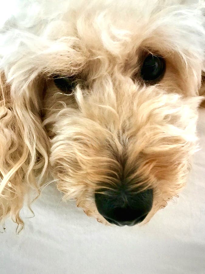 A poodle with sad eyes stock image. Image of portrait - 157972301