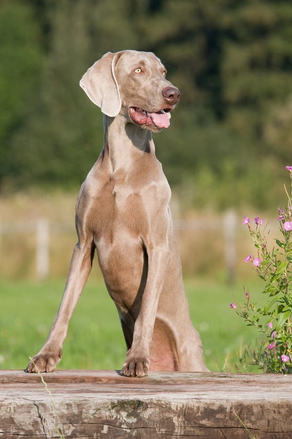 Portrait of Posing Weimaraner Dog Stock Image - Image of pond, german ...