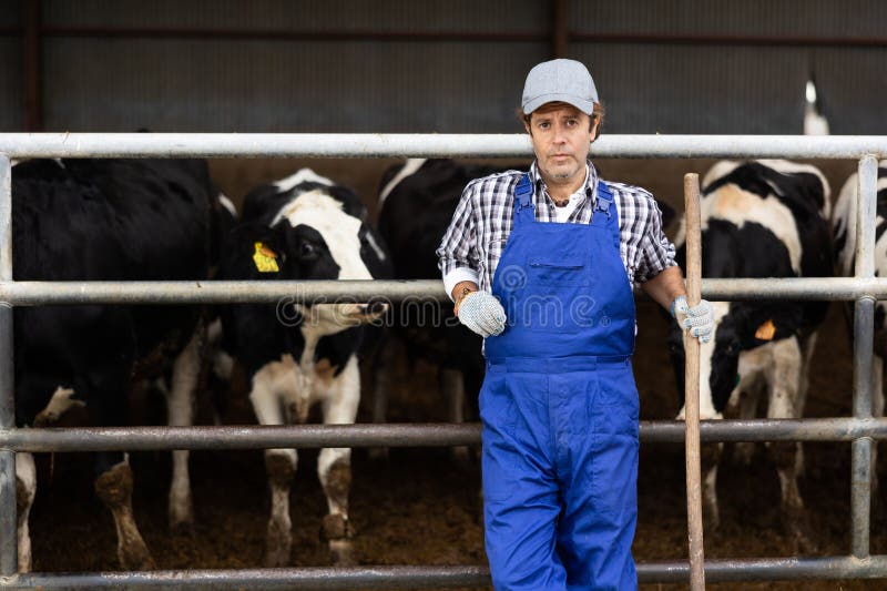 Portrait of Positive Male Farm Worker in Cowshed Stock Image - Image of ...
