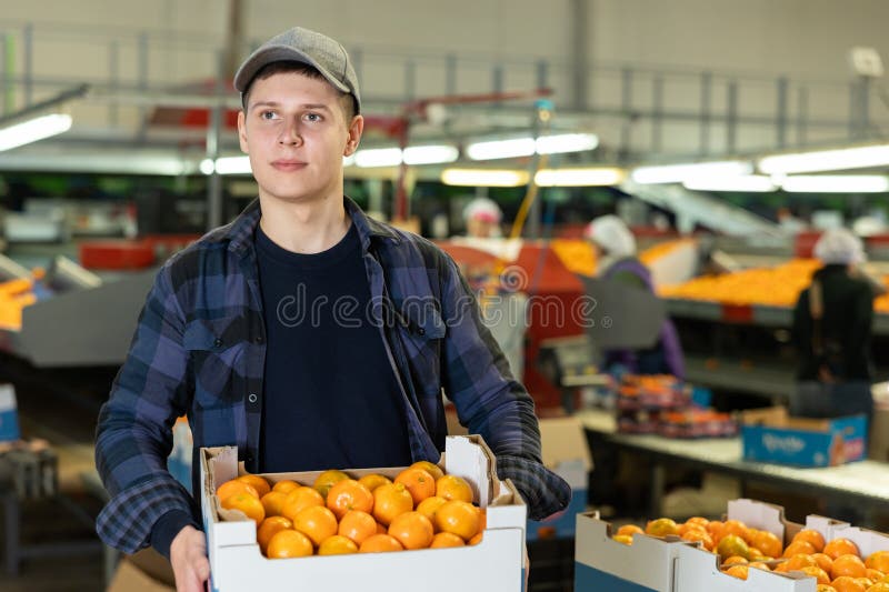 Guy Fruit Sorting Factory Worker Stacking Boxes with Tangerines Stock ...