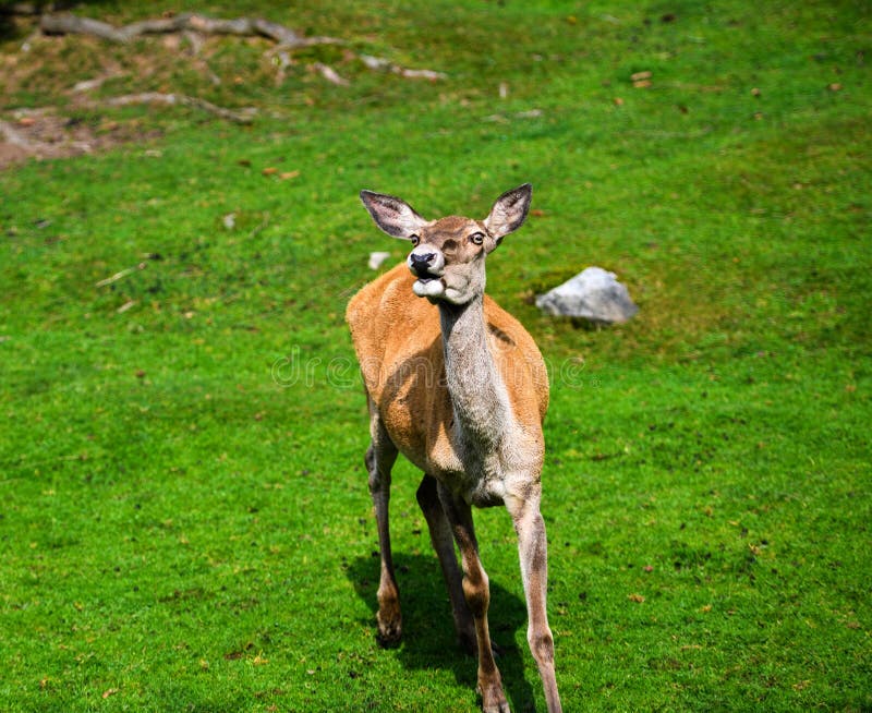 Portrait of Powerful Young Red Deer Stag in Forest Stock Image - Image ...