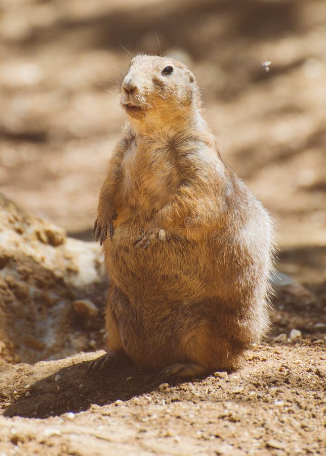 Portrait of a Prairie Dog with a Green Leaf between His Front Pa Stock ...