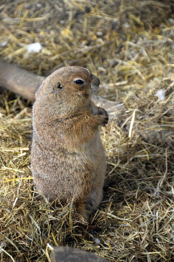 Prairie dog, USA stock photo. Image of mammal, close - 98933810