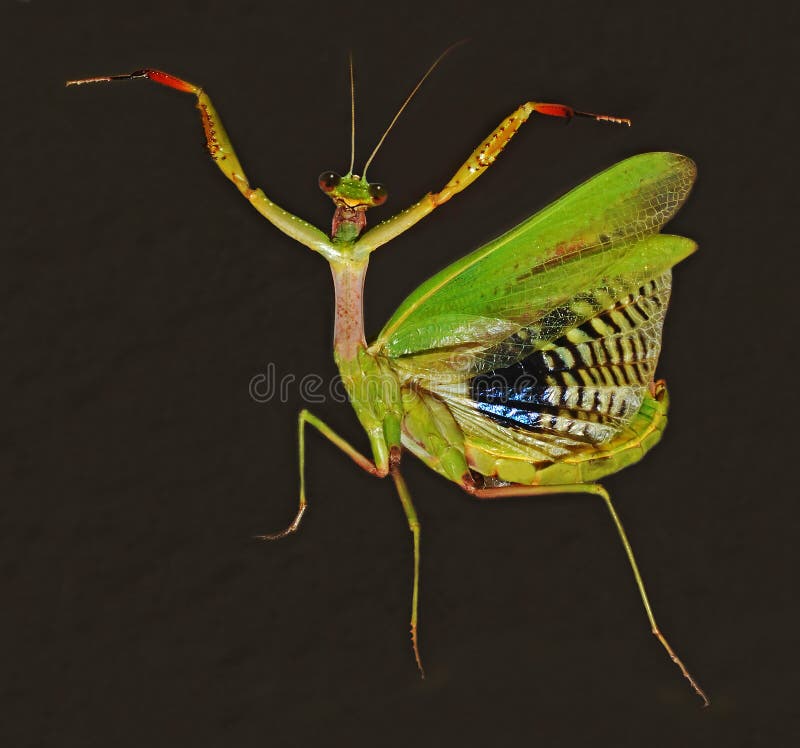 Portrait of praying mantis stock photo. Image of mantises - 37095754
