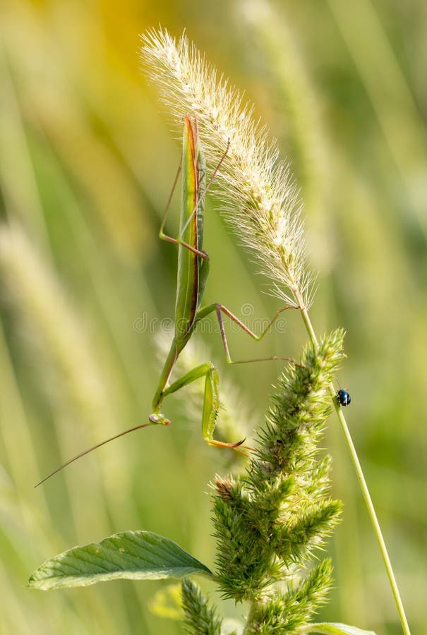 Portrait of Praying Mantis on Green Grass. Stock Photo - Image of ...