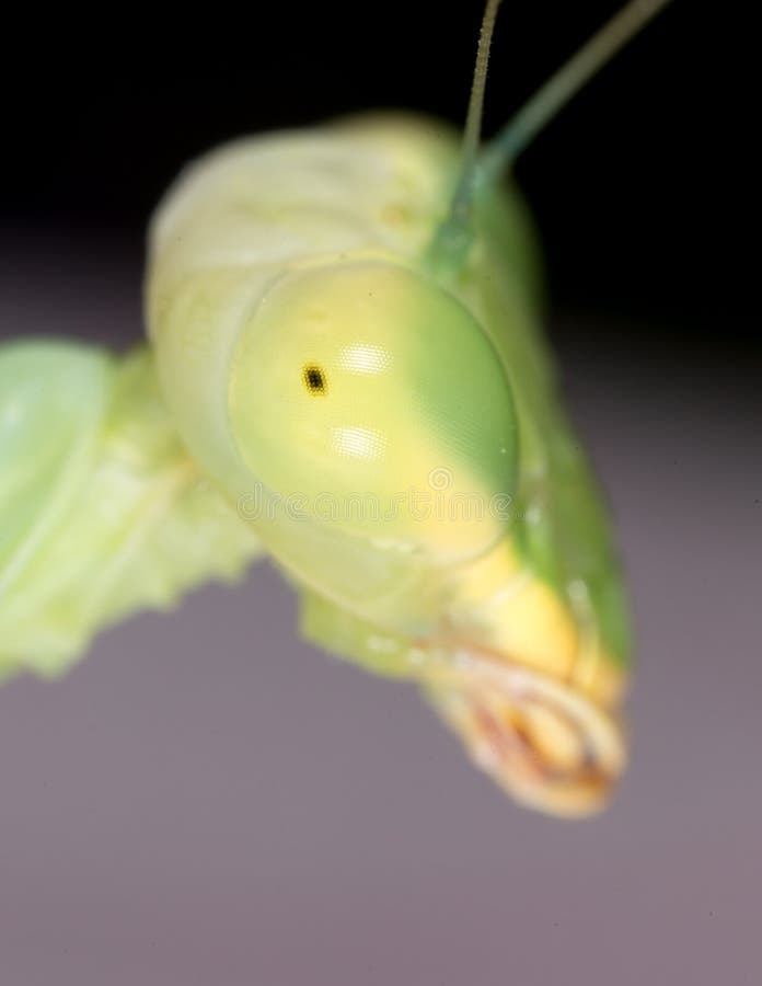 Portrait of a Praying Mantis. Super Macro Stock Image - Image of mantid ...