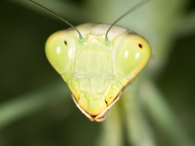 Portrait of a Praying Mantis. Super Macro Stock Photo - Image of ...