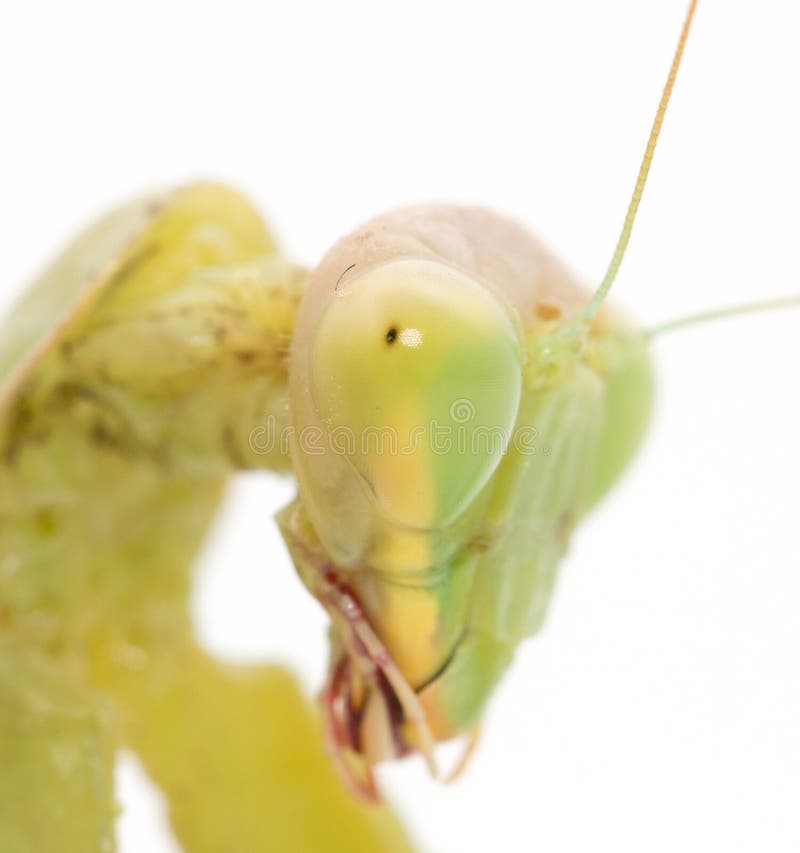 113 Mantis Compound Eye Stock Photos - Free & Royalty-Free Stock Photos ...