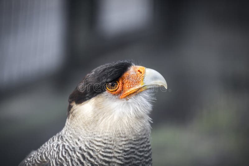 Portrait of a Predator Bird Stock Image - Image of natural, feather ...