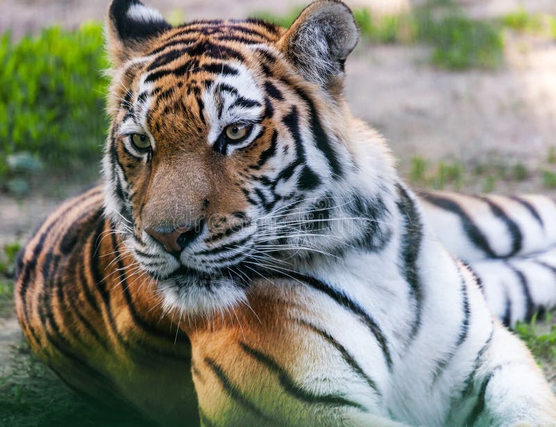 Portrait Predator Tiger Closeup Stock Photo - Image of closeup, park ...