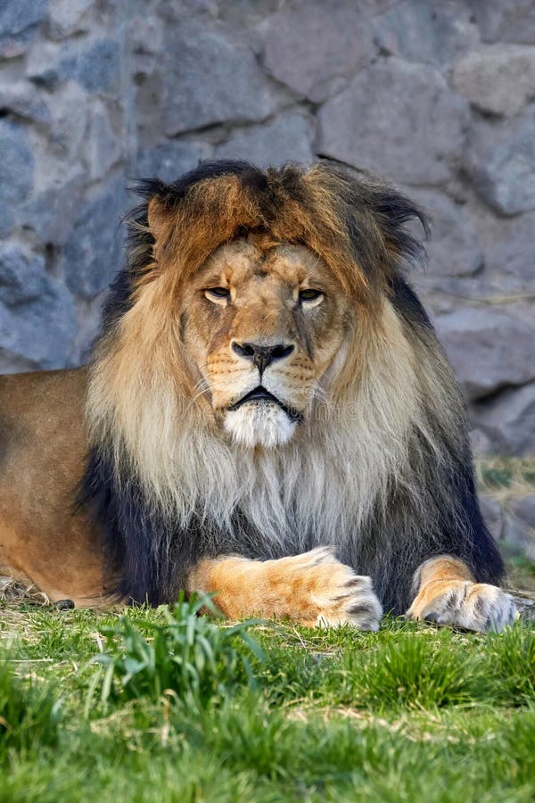 Portrait of a Predatory Animal Lion with a Large Mane Stock Image ...
