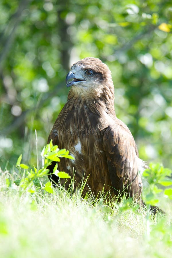 Portrait of a Predatory Bird Against the Backdrop of Greenery Stock ...