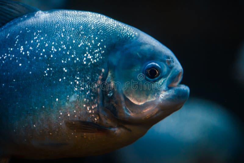 Portrait Of Predatory Piranha Fish In The Zoo Aquarium Stock Photo ...