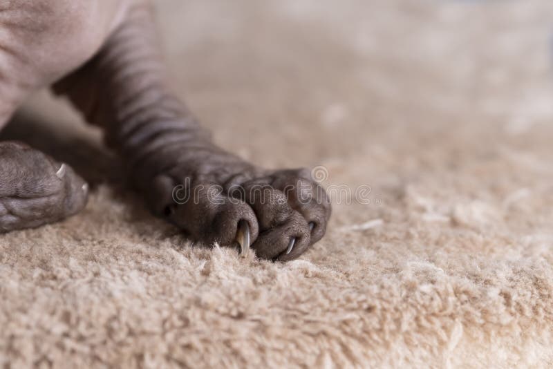Portrait of a Pretty Sphinx Front Leg Indoors, Bald Cat, Focus on Front ...