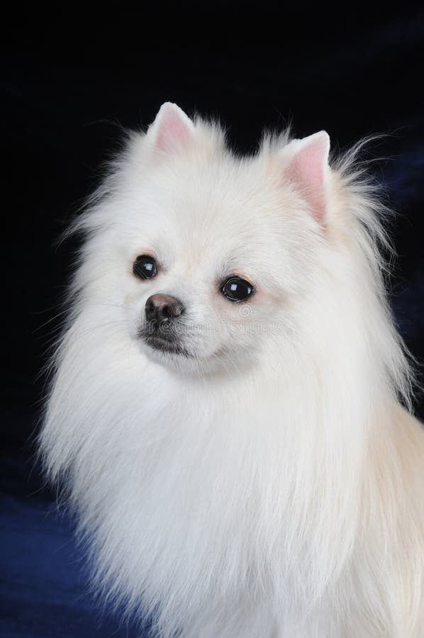 Portrait of Pretty White Lap Dog Stock Image - Image of downy, looking ...