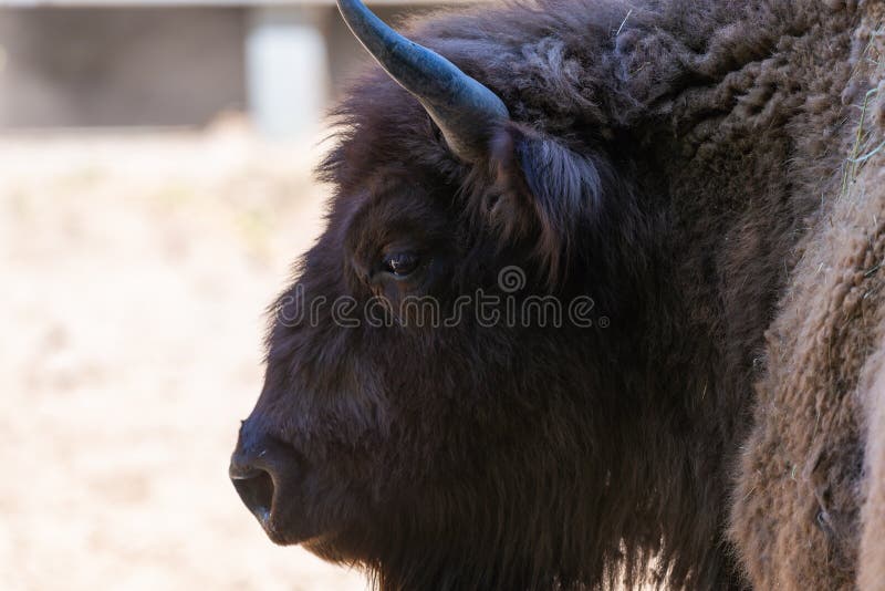 Portrait of Primal Beast Muzzle of Mongolian Yak Stock Image - Image of ...