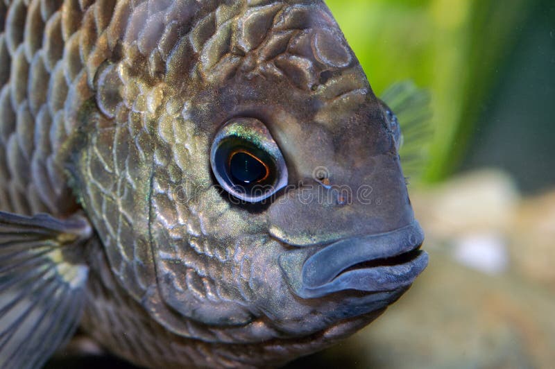 Portrait of Pristolepis Fish Stock Image - Image of slow, live: 50153731