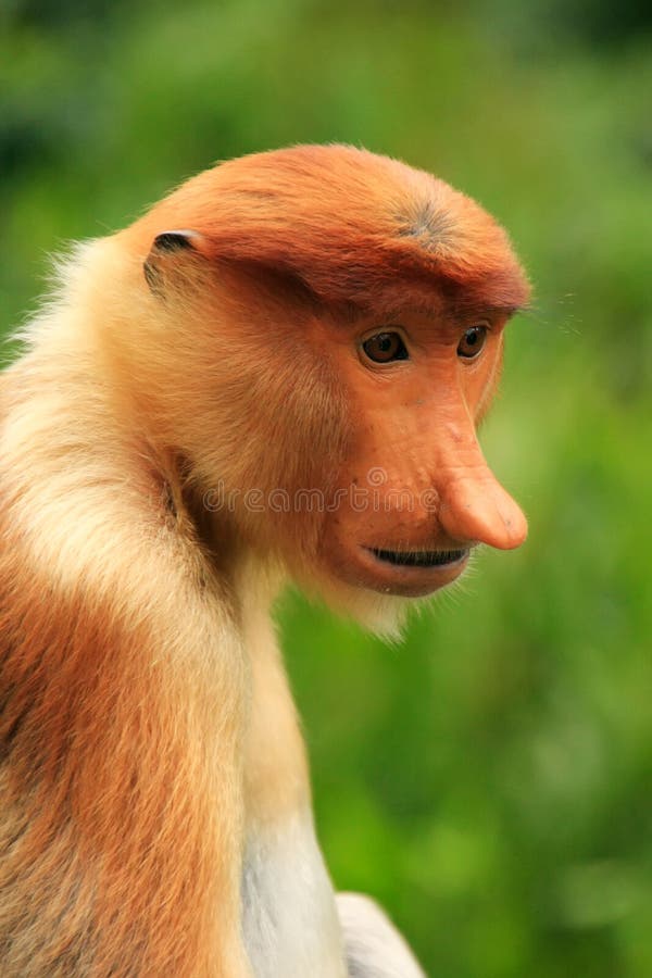 Portrait of Proboscis Monkey, Borneo Stock Photo - Image of monkey ...