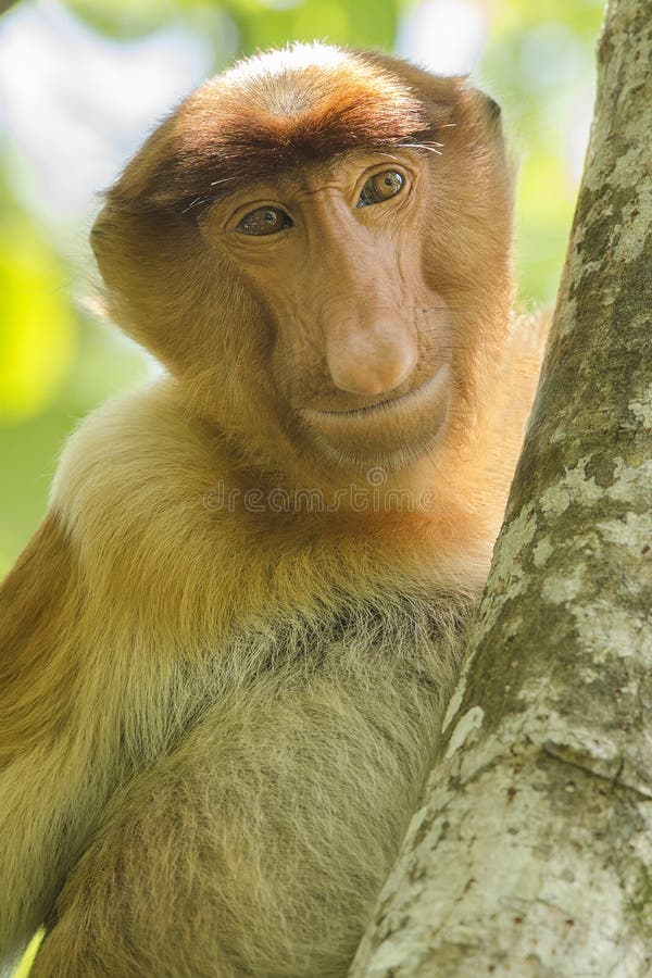 Proboscis Monkey Seen from the Front Eating and Sitting in a Tree Stock ...