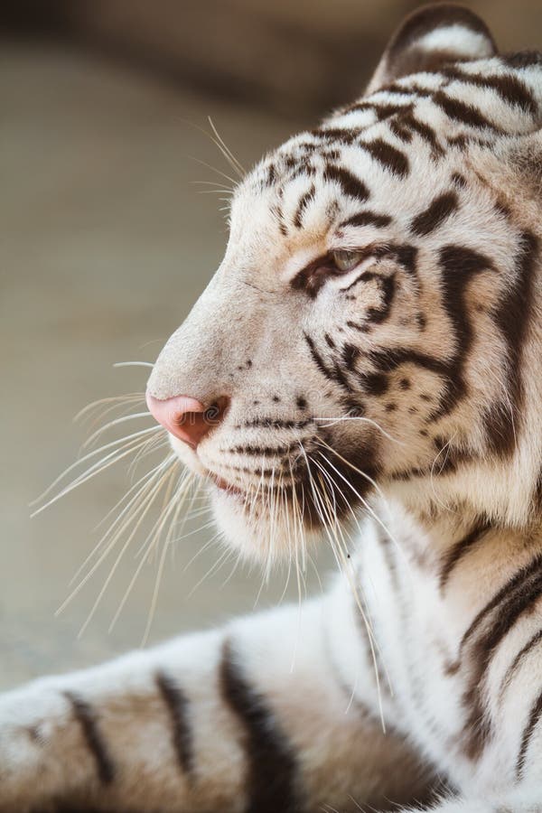 873 Tiger Head Profile Photos - Free & Royalty-Free Stock Photos from ...