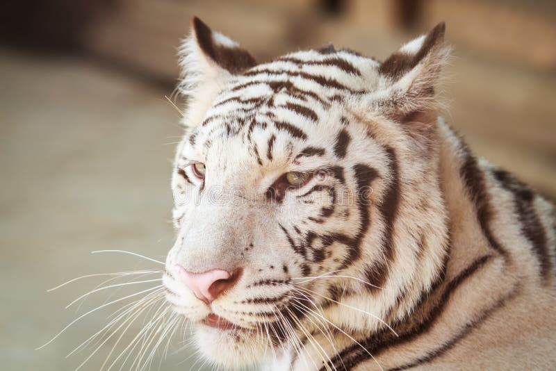 1,243 Tiger Head Profile Stock Photos - Free & Royalty-Free Stock ...