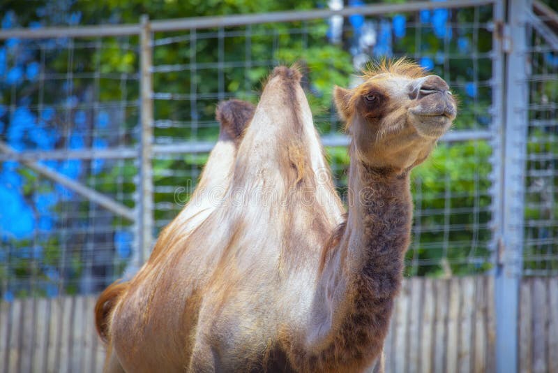 Portrait of proud camel stock image. Image of asia, animal - 122470547