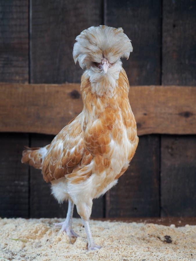 Portrait of a Proud Chicken with a Plumage Cap on Its Head Stock Image ...
