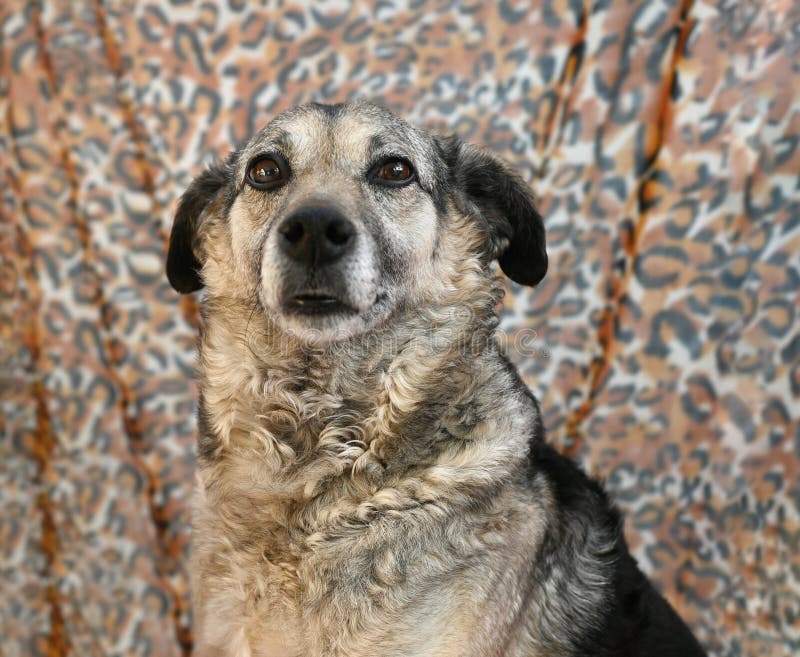 Portrait of a Proud Mixed-breed Dog from the Front. Stock Photo - Image ...